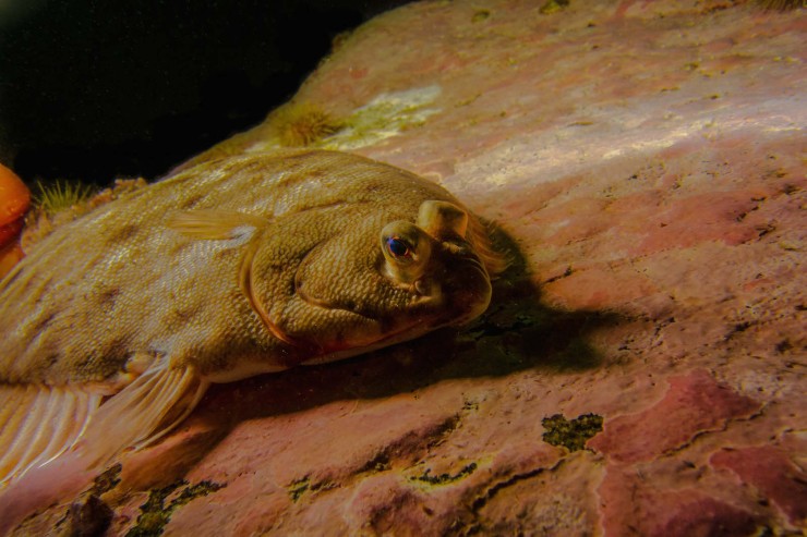 Plie canadienne – Québec profond