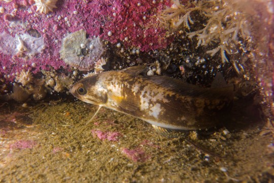 Merluche blanche – Québec profond